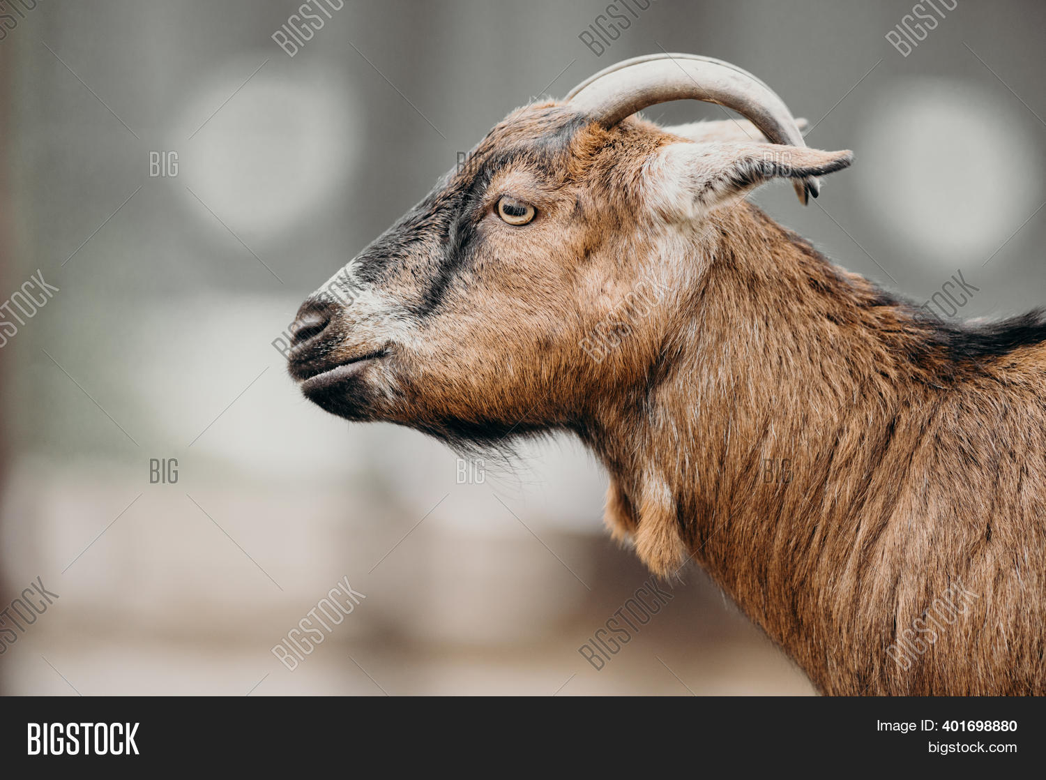 Goat. Portrait Goat On Image & Photo (Free Trial) | Bigstock