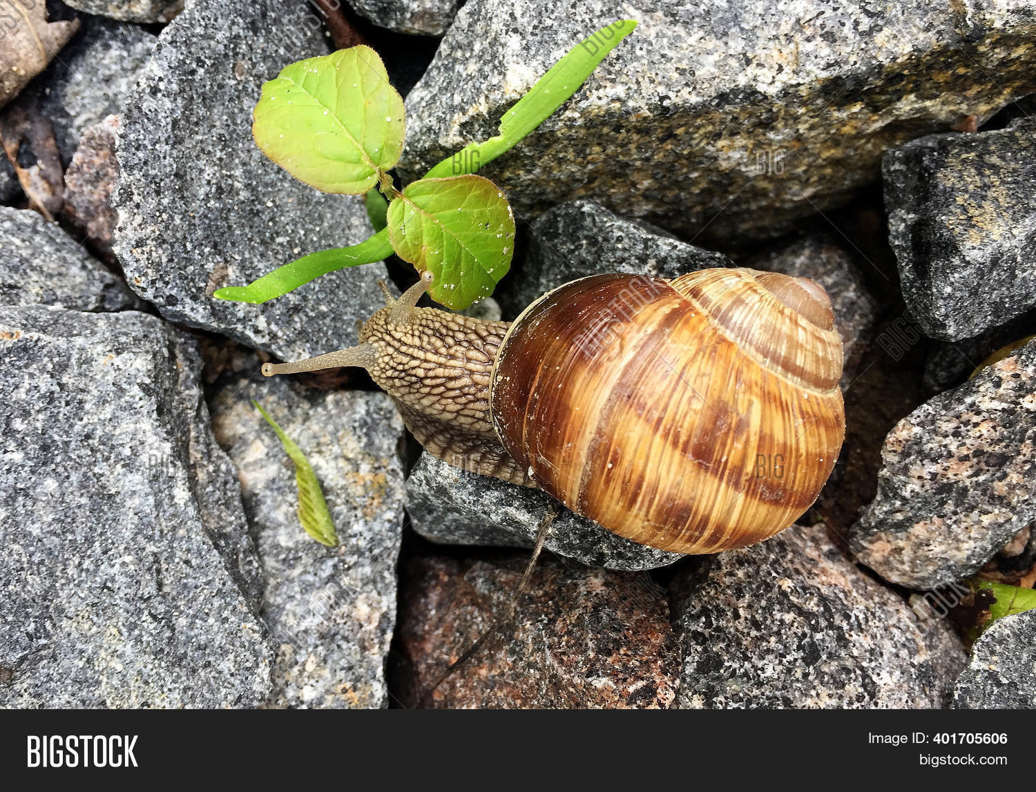 Small Garden Snail Image & Photo (Free Trial) | Bigstock