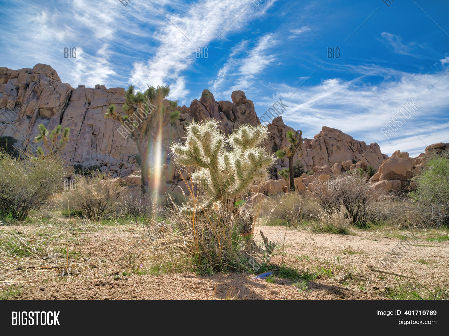 Joshua Trees Huge Image & Photo (Free Trial) | Bigstock