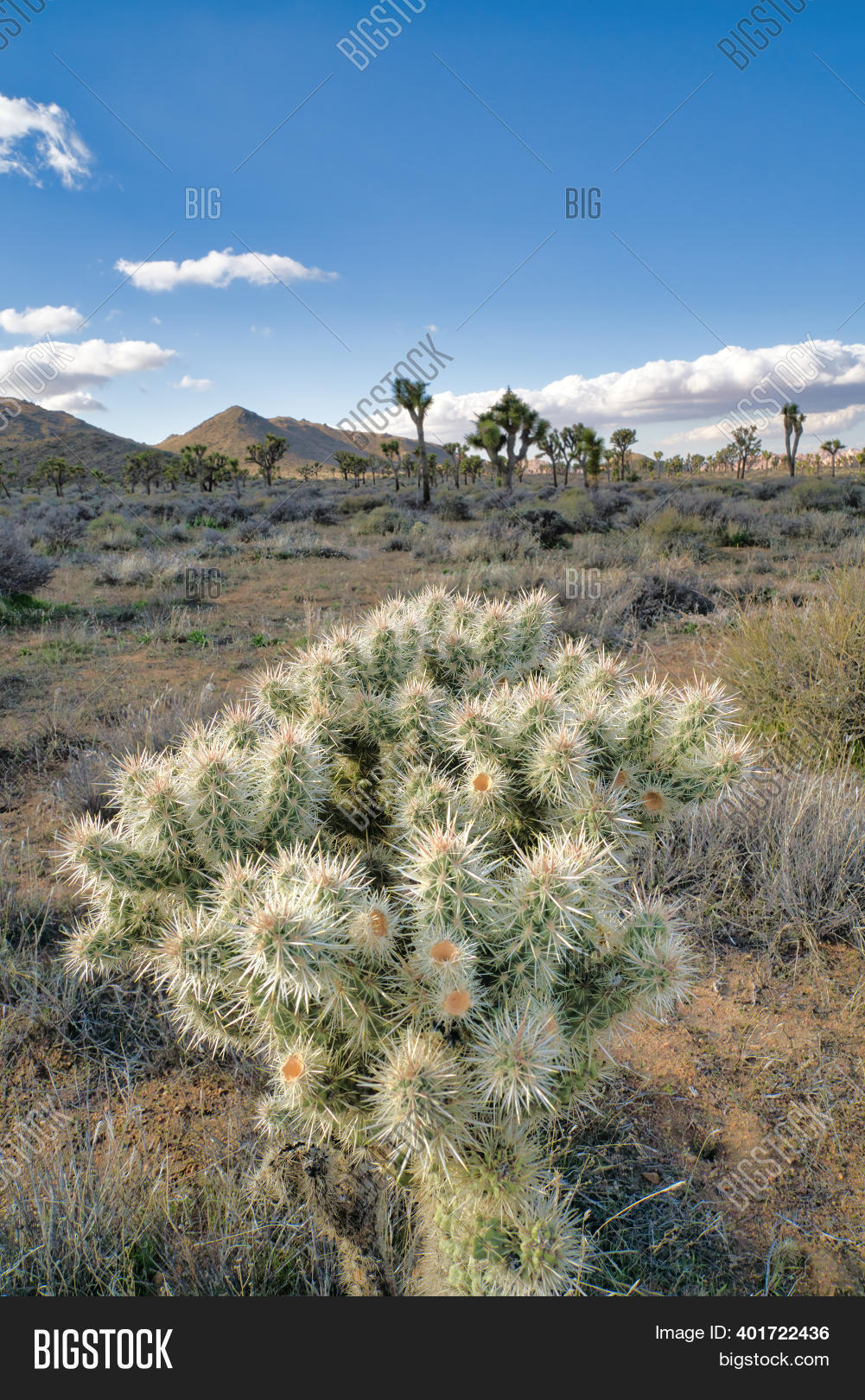 Thriving Joshua Tree Image & Photo (Free Trial) | Bigstock