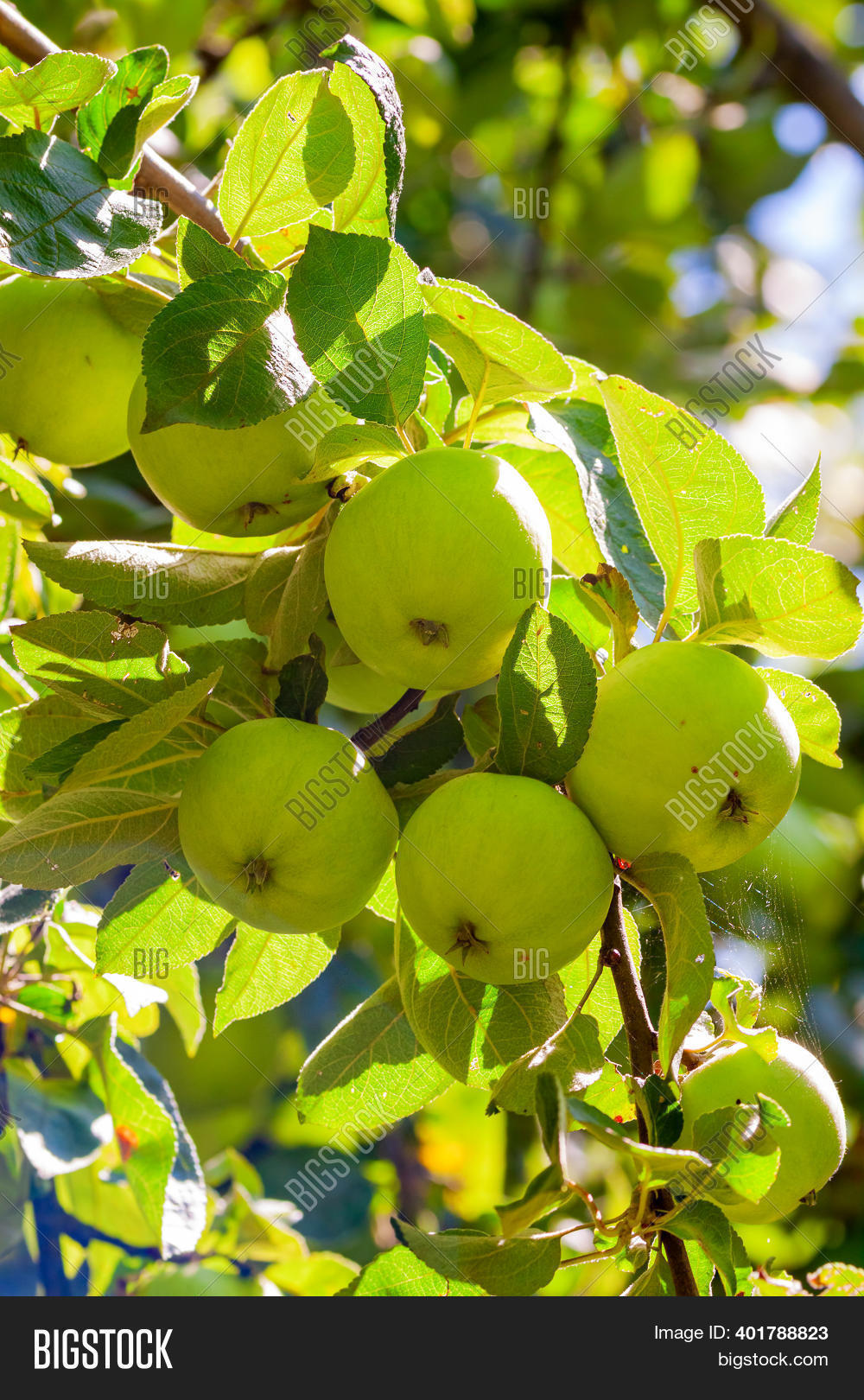 Varietal Green Apples Image & Photo (Free Trial) | Bigstock