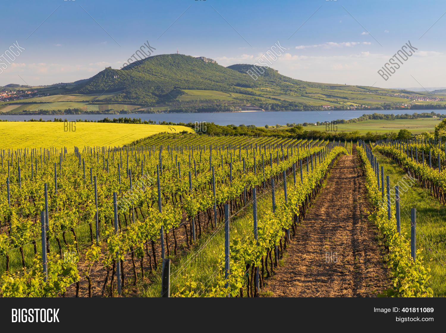 Spring Vineyards Under Image & Photo (Free Trial) | Bigstock