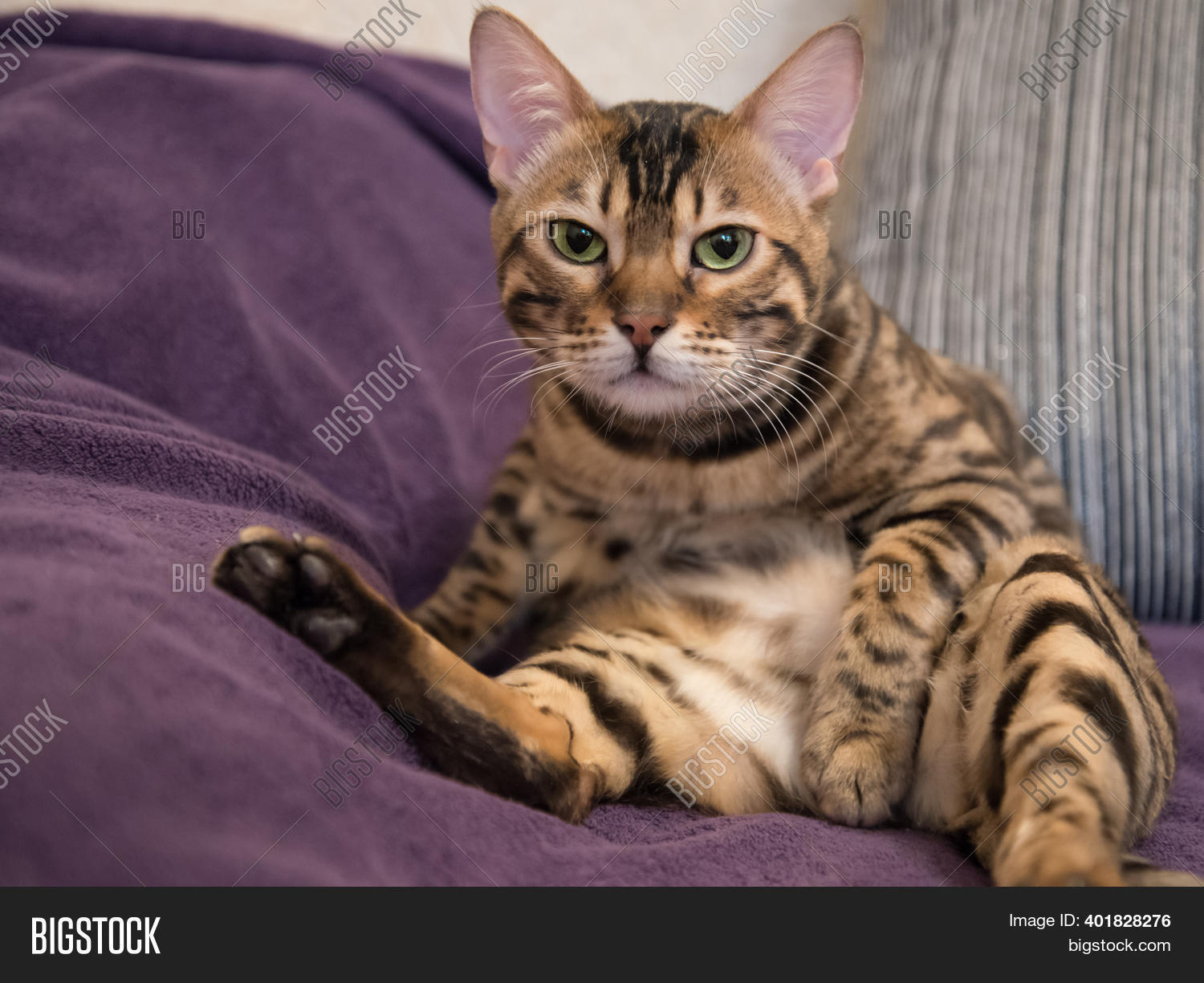 Scowling Cat Covers Image & Photo (Free Trial) | Bigstock