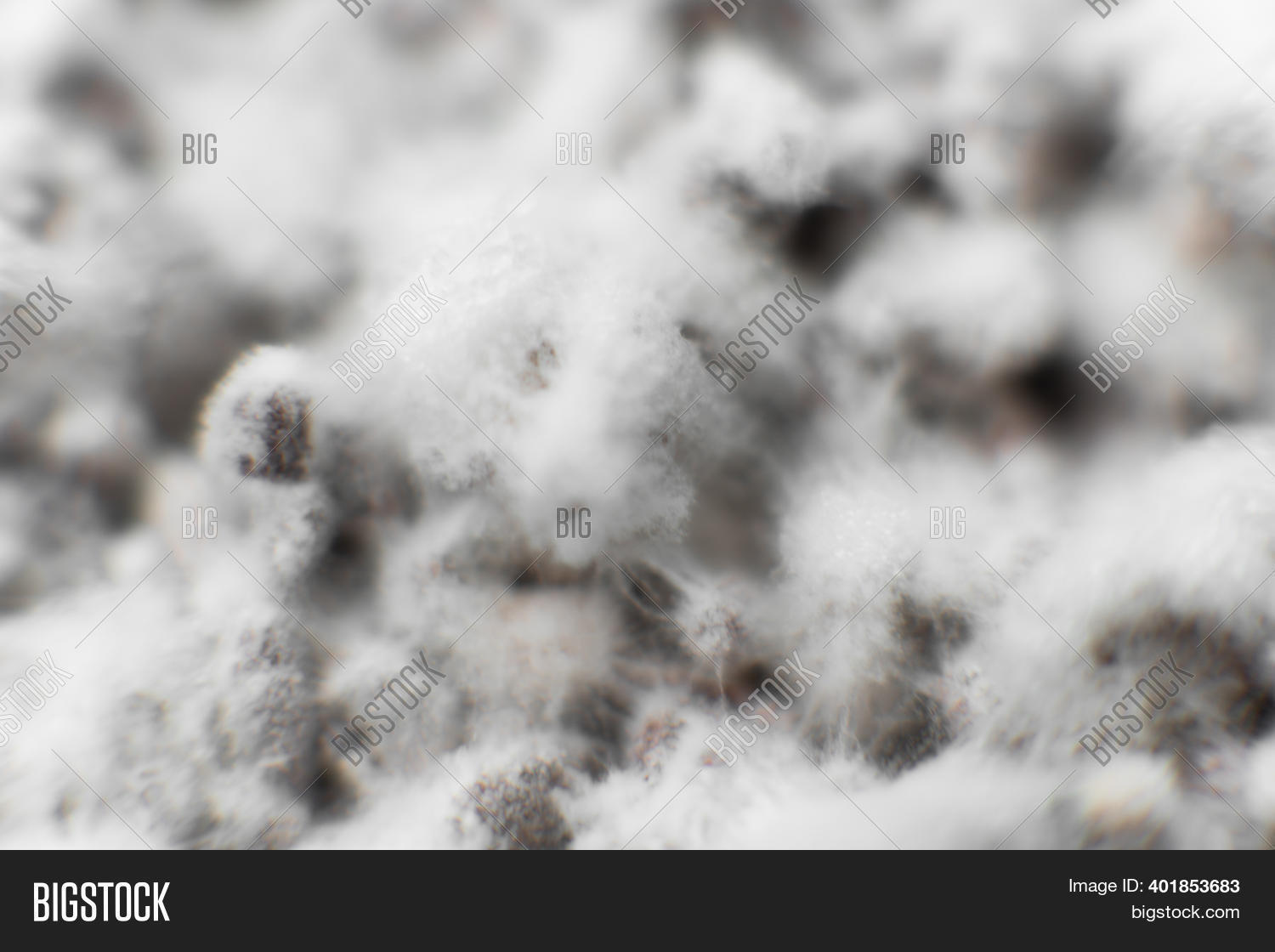 Mycelium Close . Grain Image & Photo (Free Trial) | Bigstock