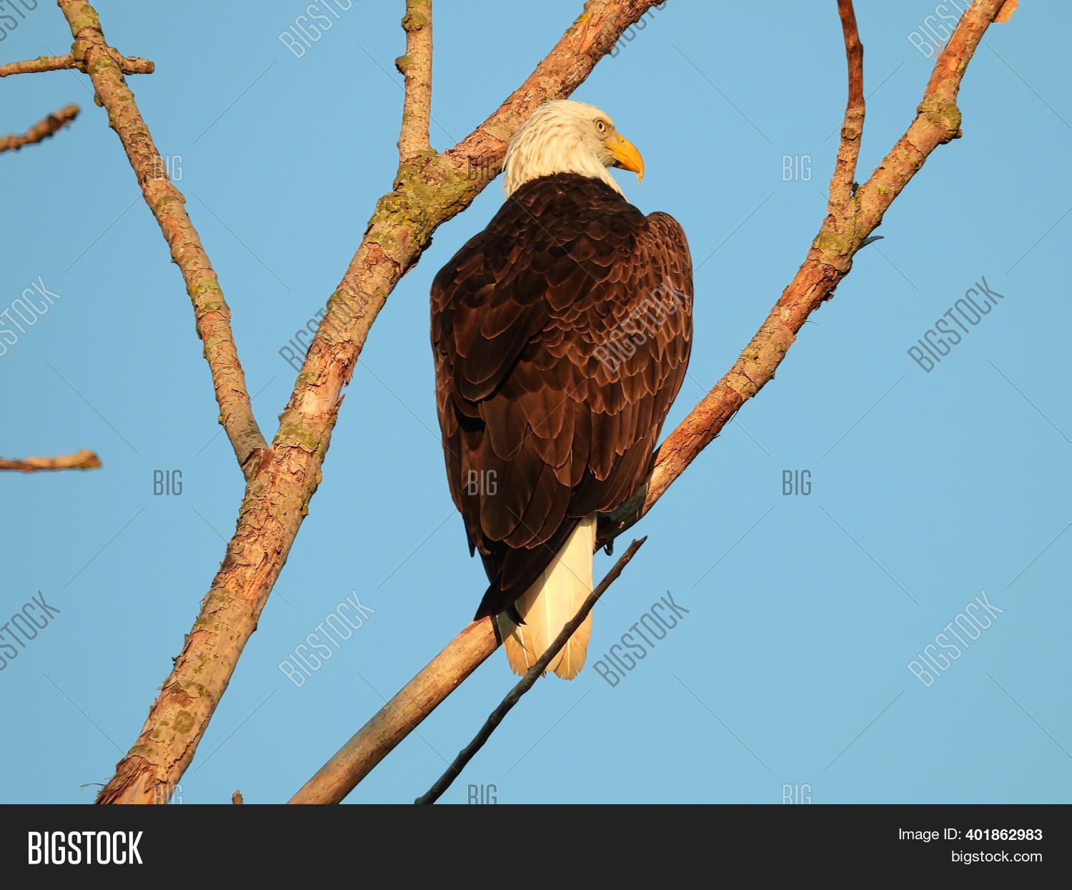 Bald Eagle On Branch: Image & Photo (Free Trial) | Bigstock