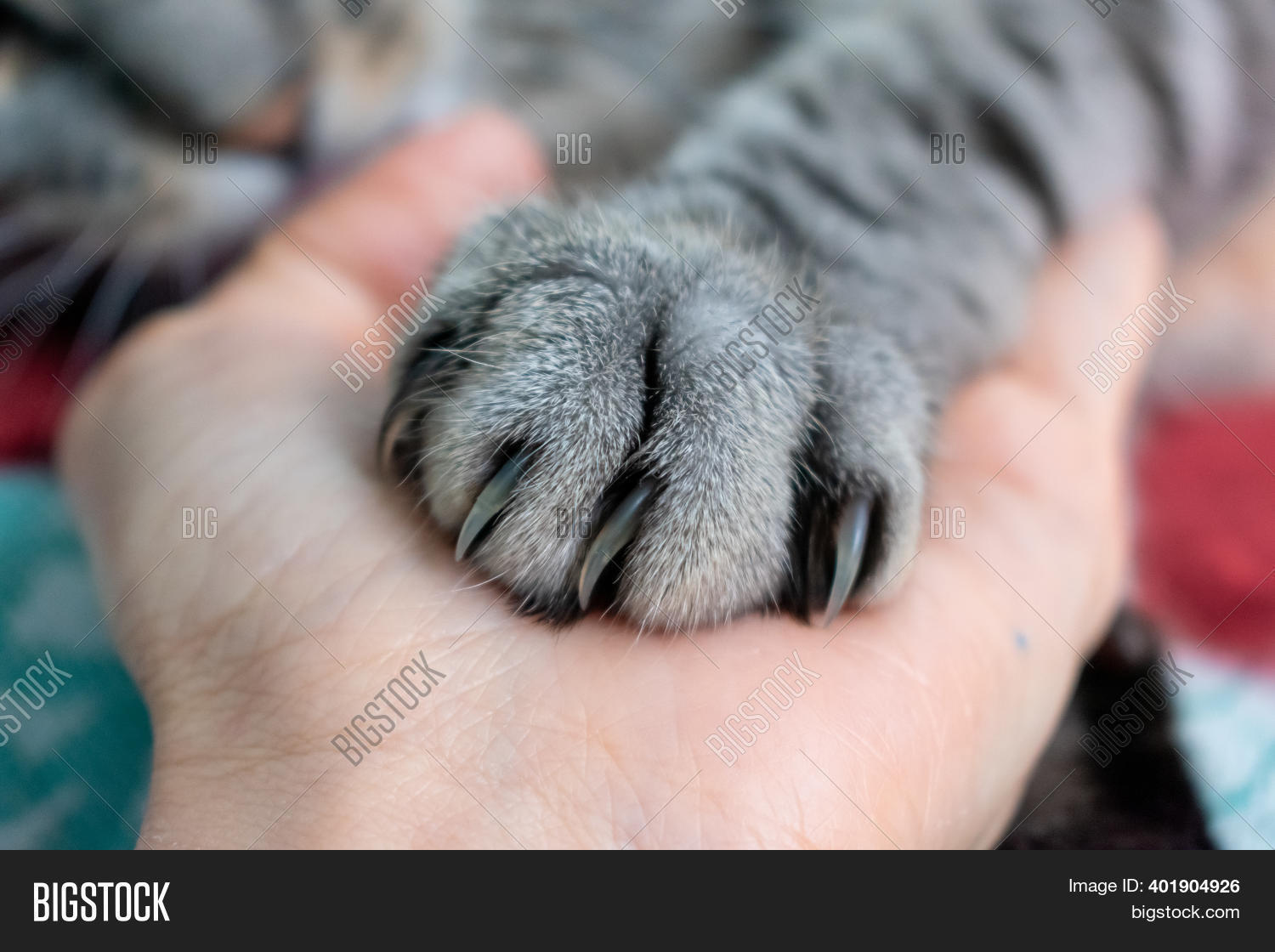 Cute Fluffy Cat Paw On Image & Photo (Free Trial) | Bigstock