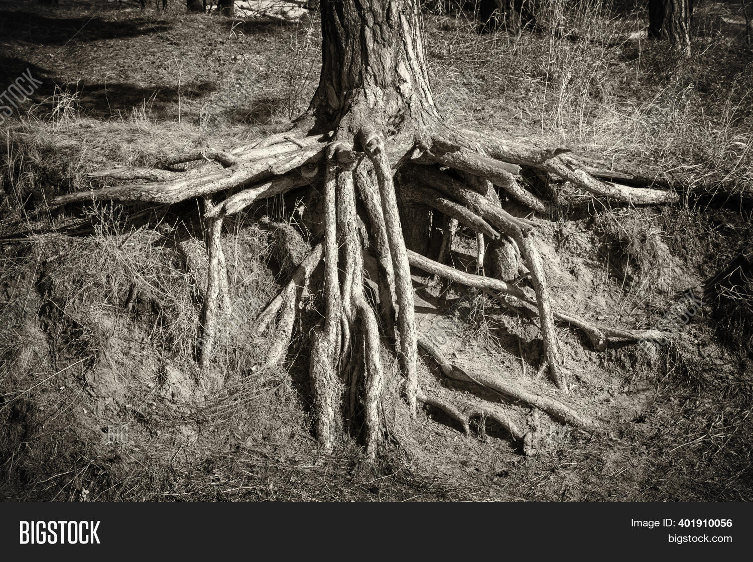 Bared Roots Pine Tree Image & Photo (Free Trial) | Bigstock
