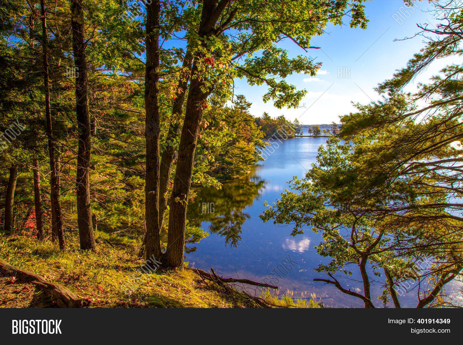 Forest On Inland Lake Image & Photo (Free Trial) | Bigstock