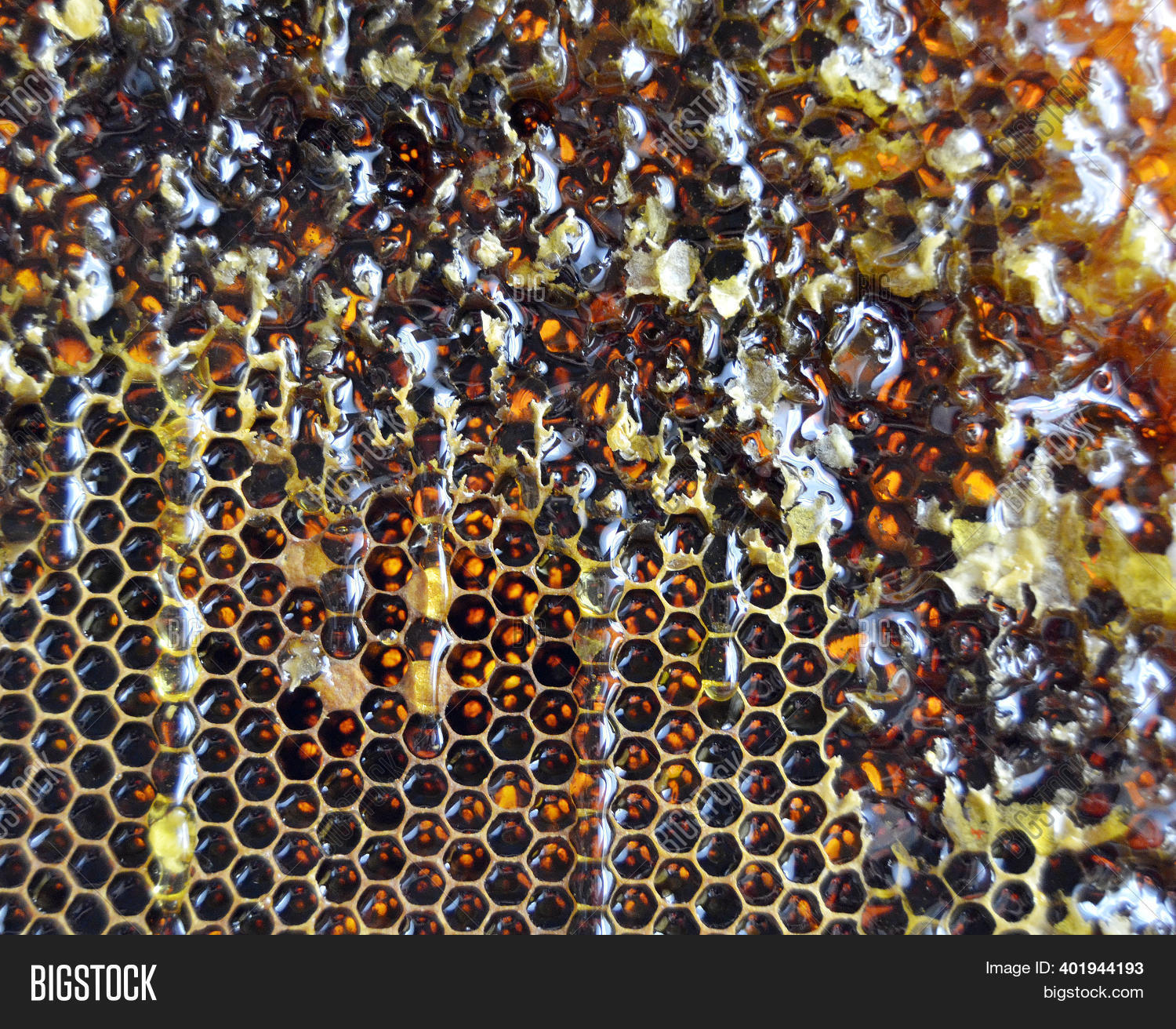 Drop Bee Honey Drip Image & Photo (Free Trial) | Bigstock