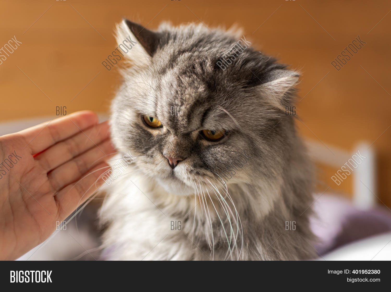 Disgruntled Cat Who Image & Photo (Free Trial) | Bigstock