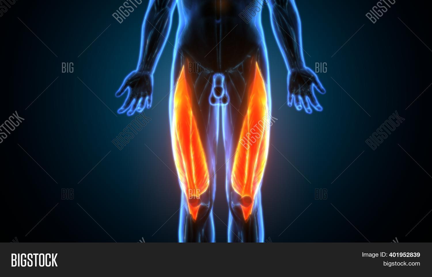 Hamstring Muscle Group Image & Photo (Free Trial) | Bigstock