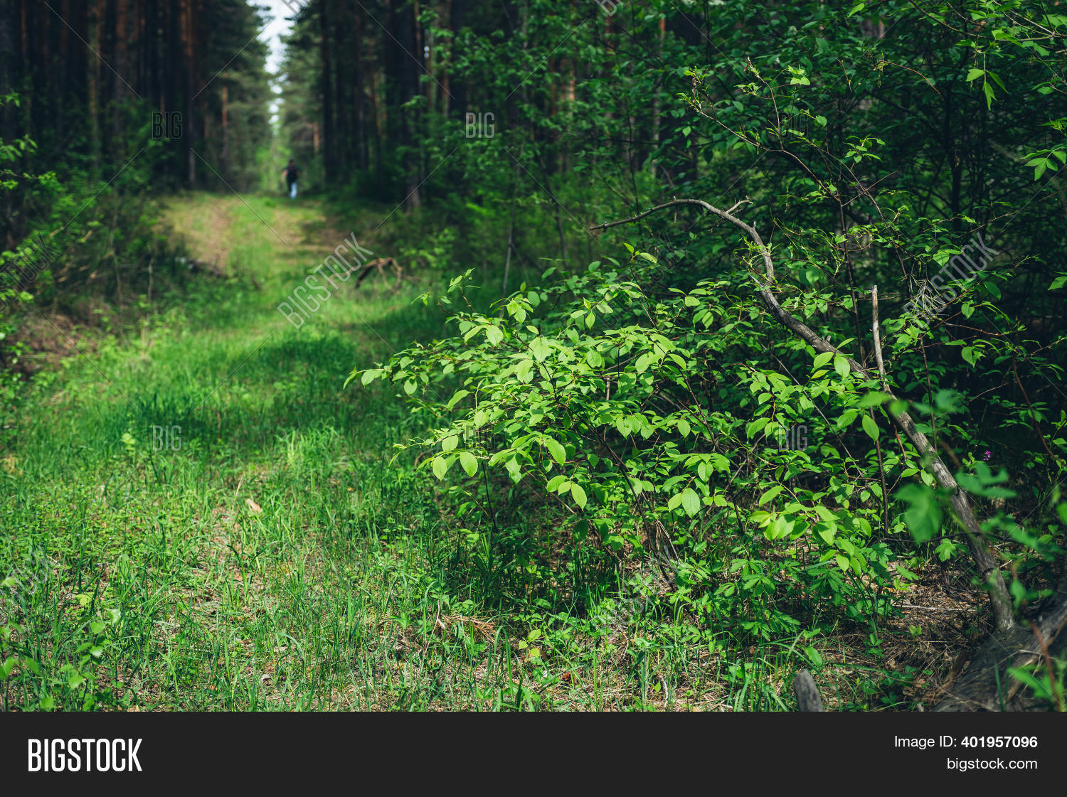 Beautiful Dense Forest Image & Photo (Free Trial) | Bigstock