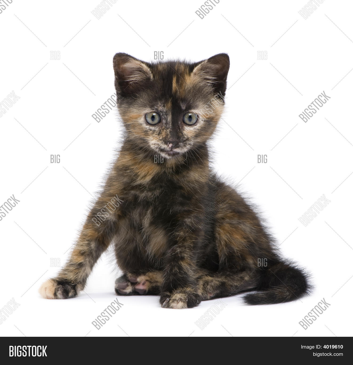 Tortoiseshell Kitten Image & Photo (Free Trial) | Bigstock