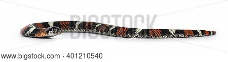 Tri-color Hognose Aka Image & Photo (Free Trial) | Bigstock