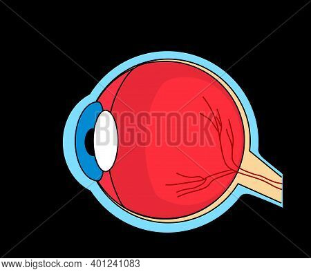 Anatomical Structure Vector & Photo (Free Trial) | Bigstock