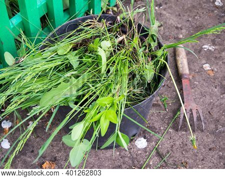 Weed Bucket Garden Image & Photo (Free Trial) | Bigstock