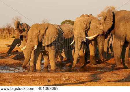 Three Large Elephants Image & Photo (Free Trial) | Bigstock