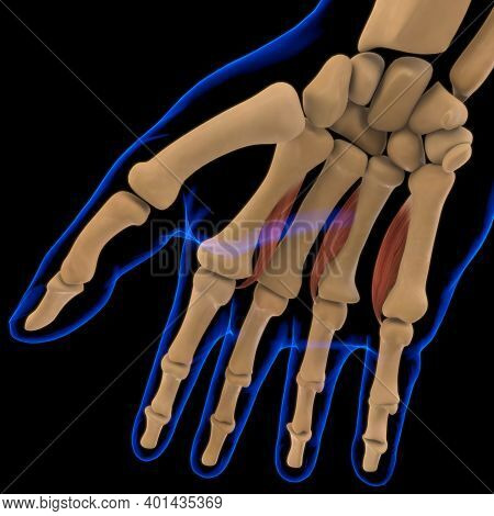 Palmar Interossei Image & Photo (Free Trial) | Bigstock