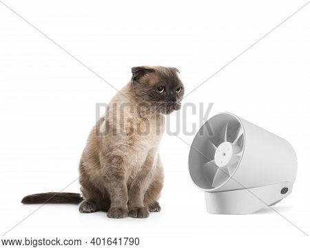 Cute Cat Near Fan On Image & Photo (Free Trial) | Bigstock