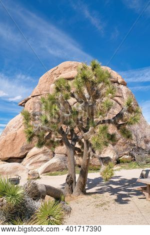 Tall Joshua Tree Huge Image & Photo (Free Trial) | Bigstock