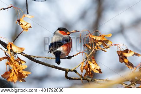 Eurasian Bullfinch, Image & Photo (Free Trial) | Bigstock