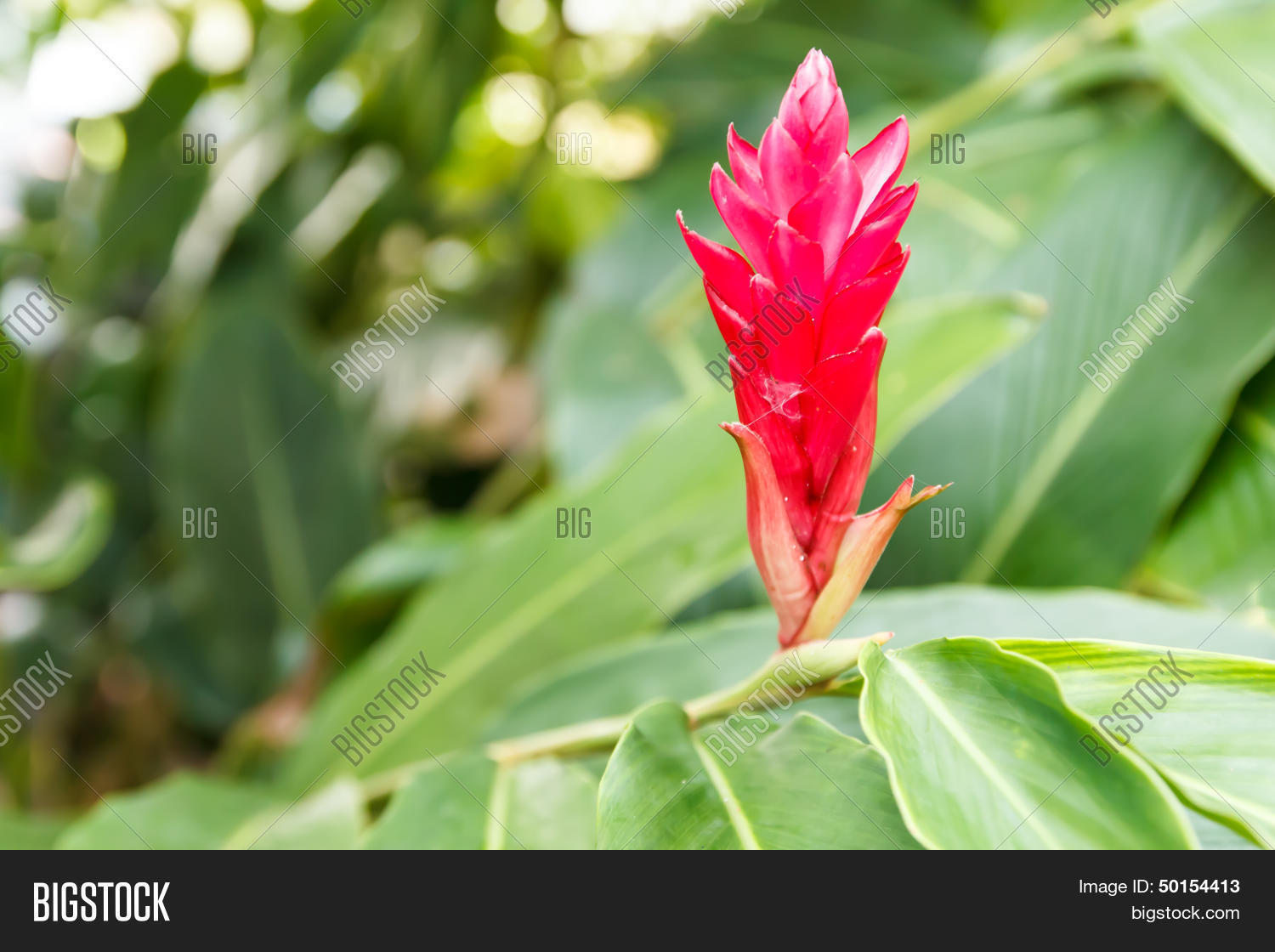 Red Ginger Flower Image & Photo (Free Trial) | Bigstock