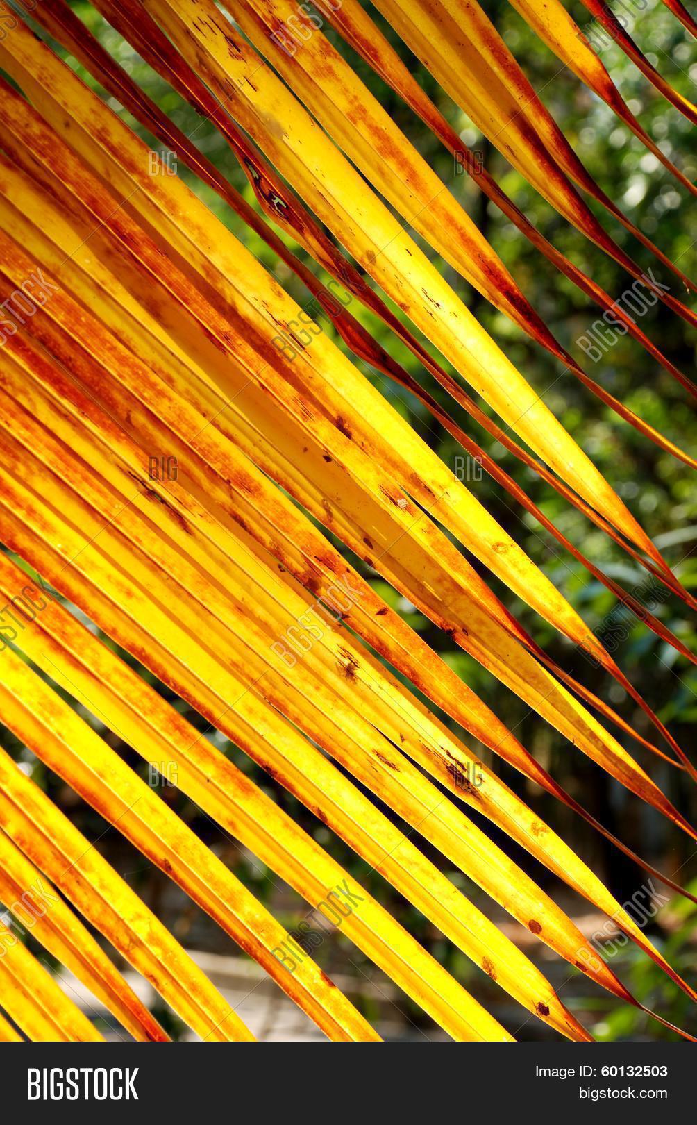 Coconut Tree Authentic Image & Photo (Free Trial) | Bigstock