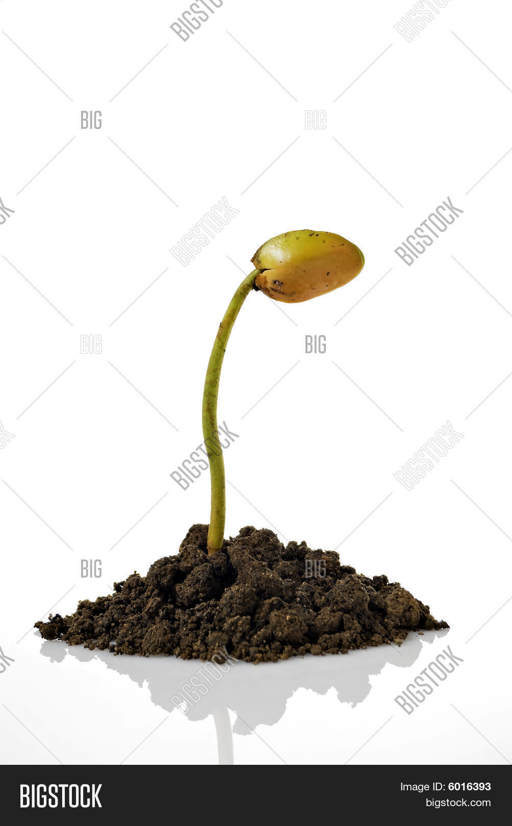 Seedling Image & Photo (Free Trial) | Bigstock