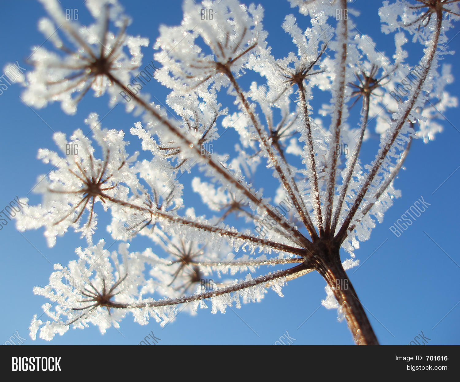 Seed Ice Crystals Image & Photo (Free Trial) | Bigstock