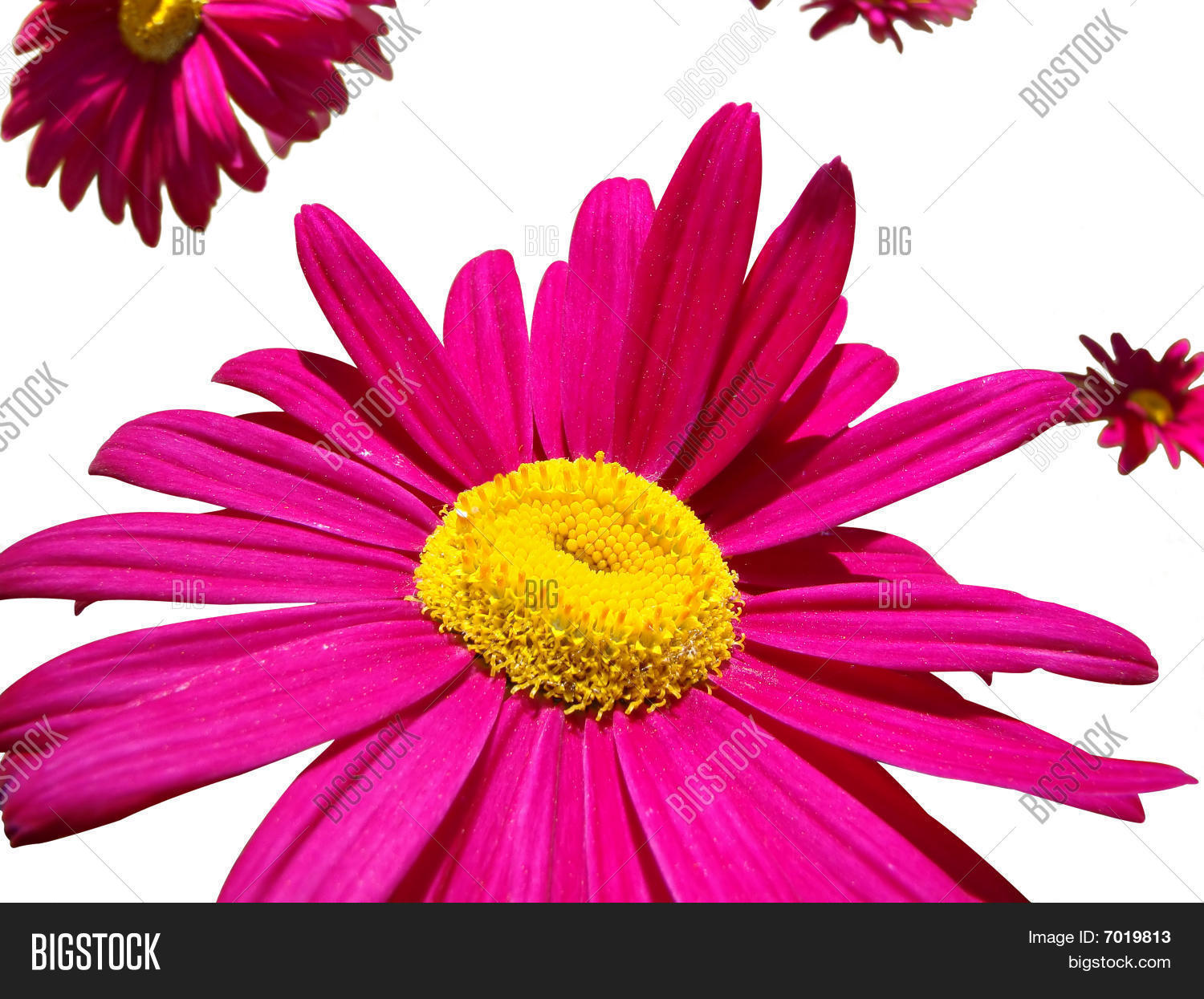 Flowers Bright Pink Image & Photo (Free Trial) | Bigstock