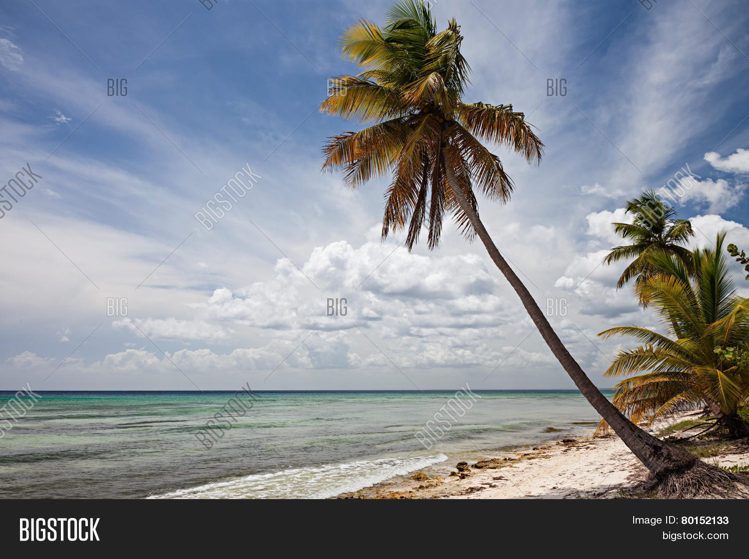 Palm Tree Sahona Image & Photo (Free Trial) | Bigstock