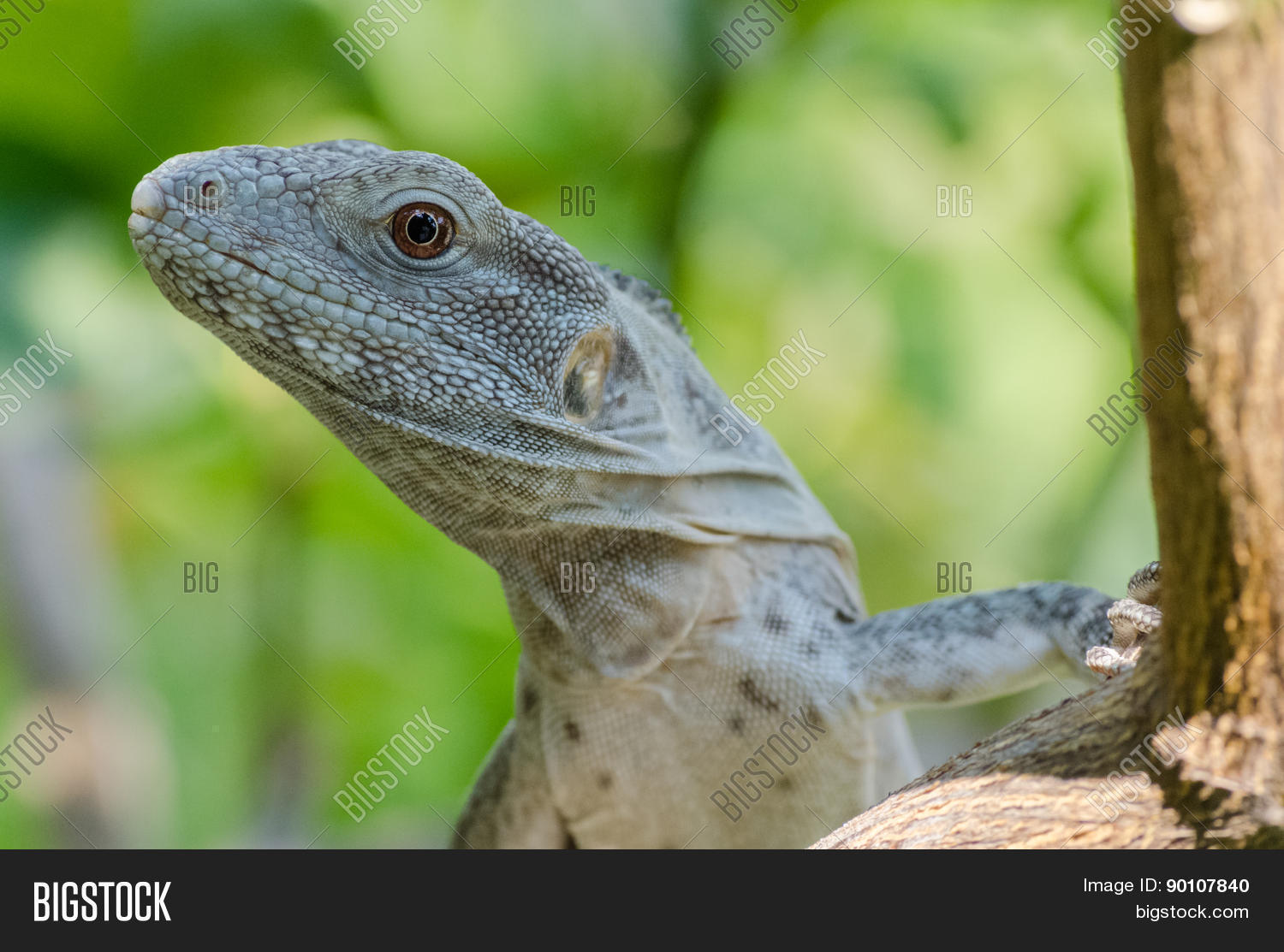 Ctenosaura Pectinata Image & Photo (Free Trial) | Bigstock