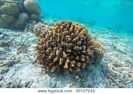 Exotic Marine Life Image & Photo (Free Trial) | Bigstock