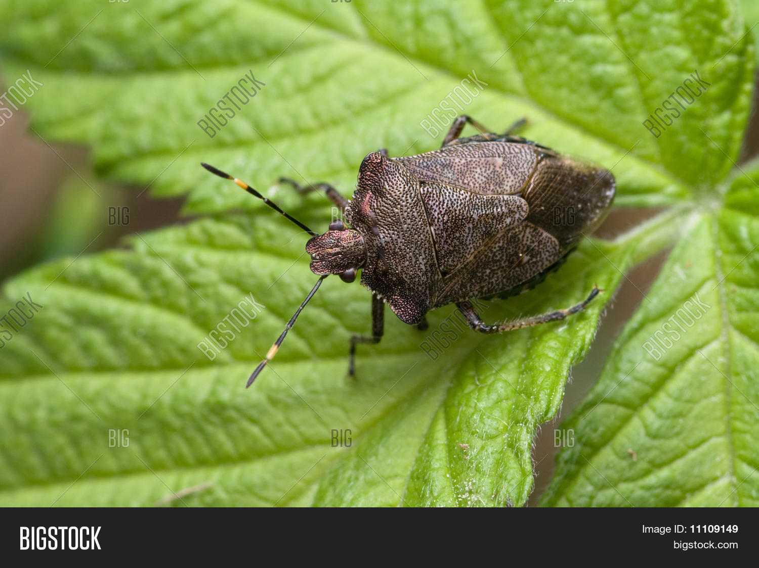 Chinch Image & Photo (Free Trial) | Bigstock