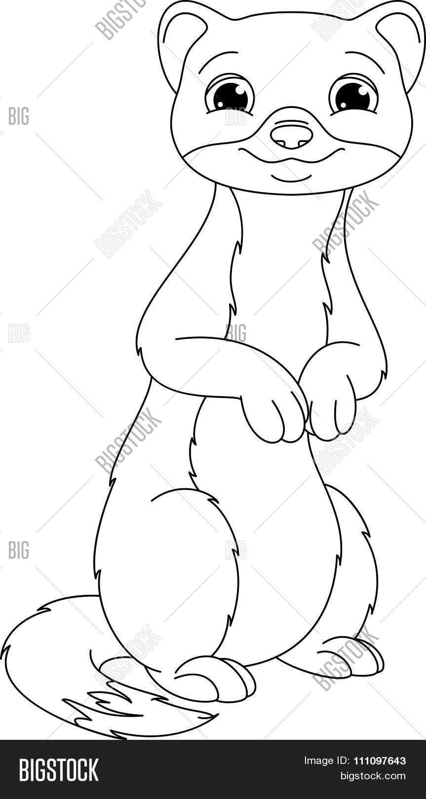 Least Weasel Coloring Vector & Photo (Free Trial) | Bigstock