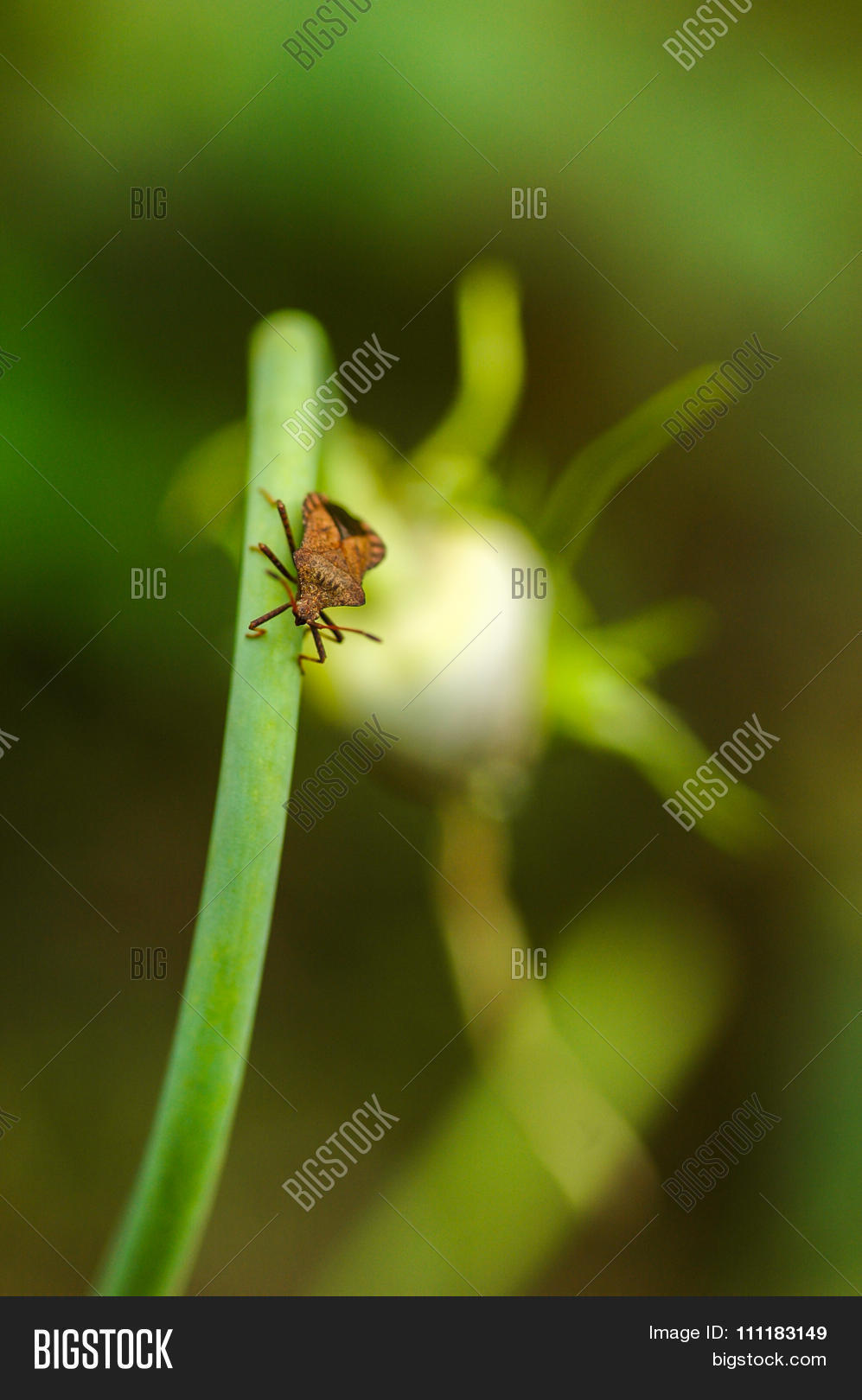 Wild Fly Hemiptera Image & Photo (Free Trial) | Bigstock