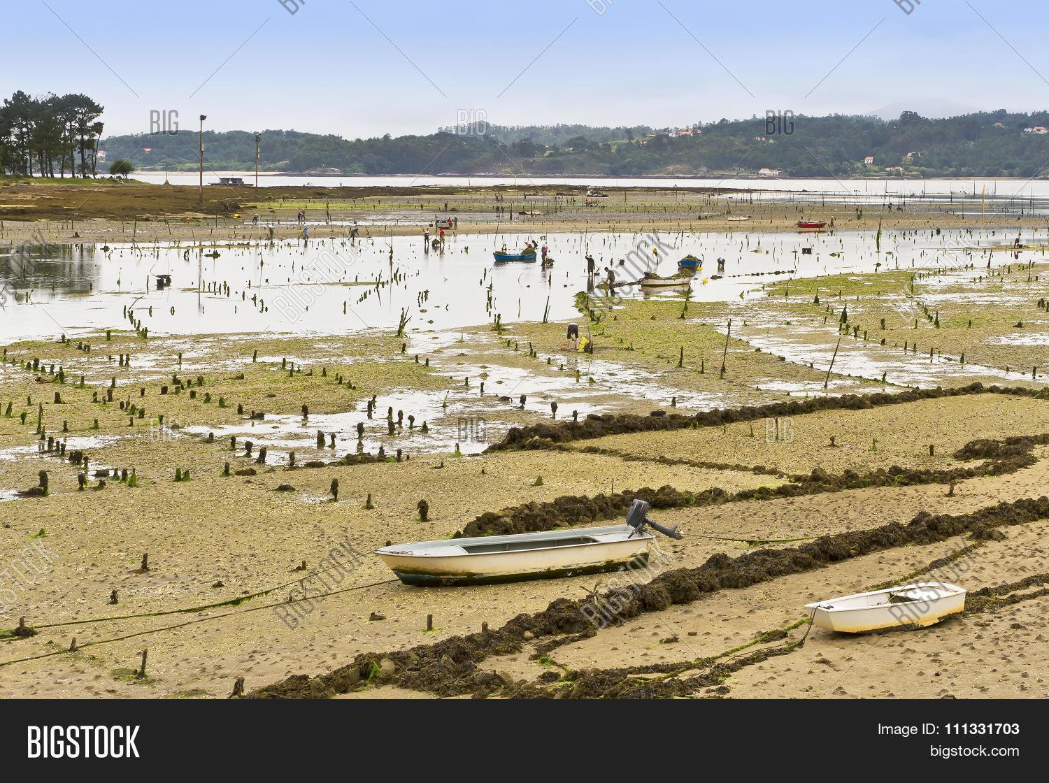 Clam Aquaculture Parks Image & Photo (Free Trial) | Bigstock