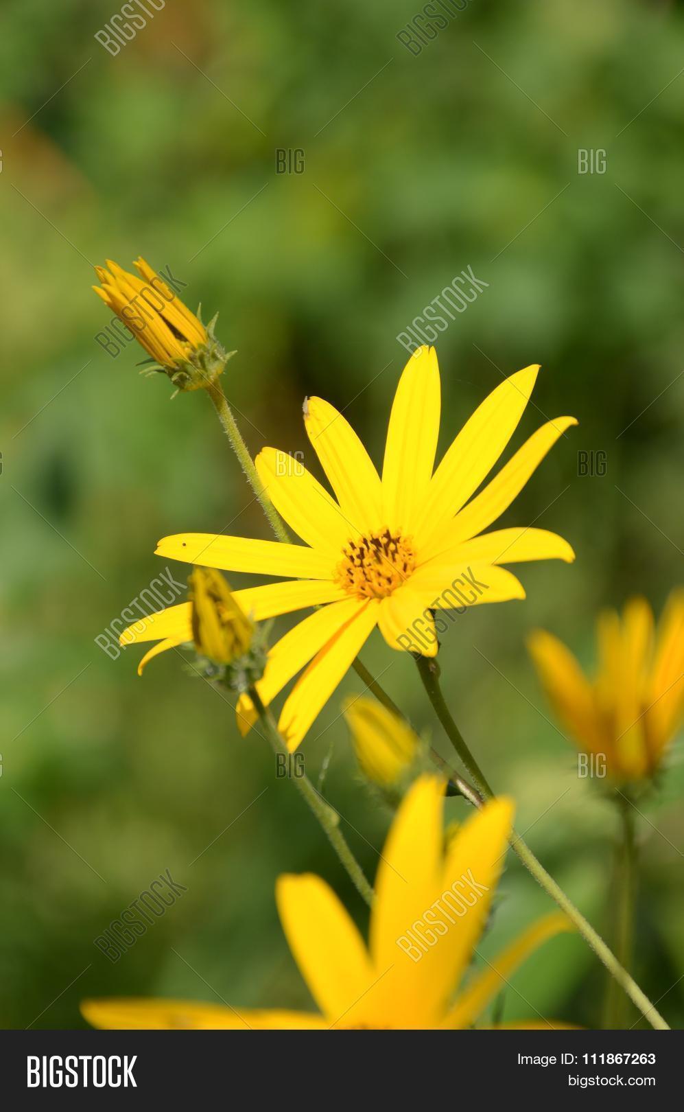 Yellow Sunchoke Flower Image & Photo (Free Trial) | Bigstock