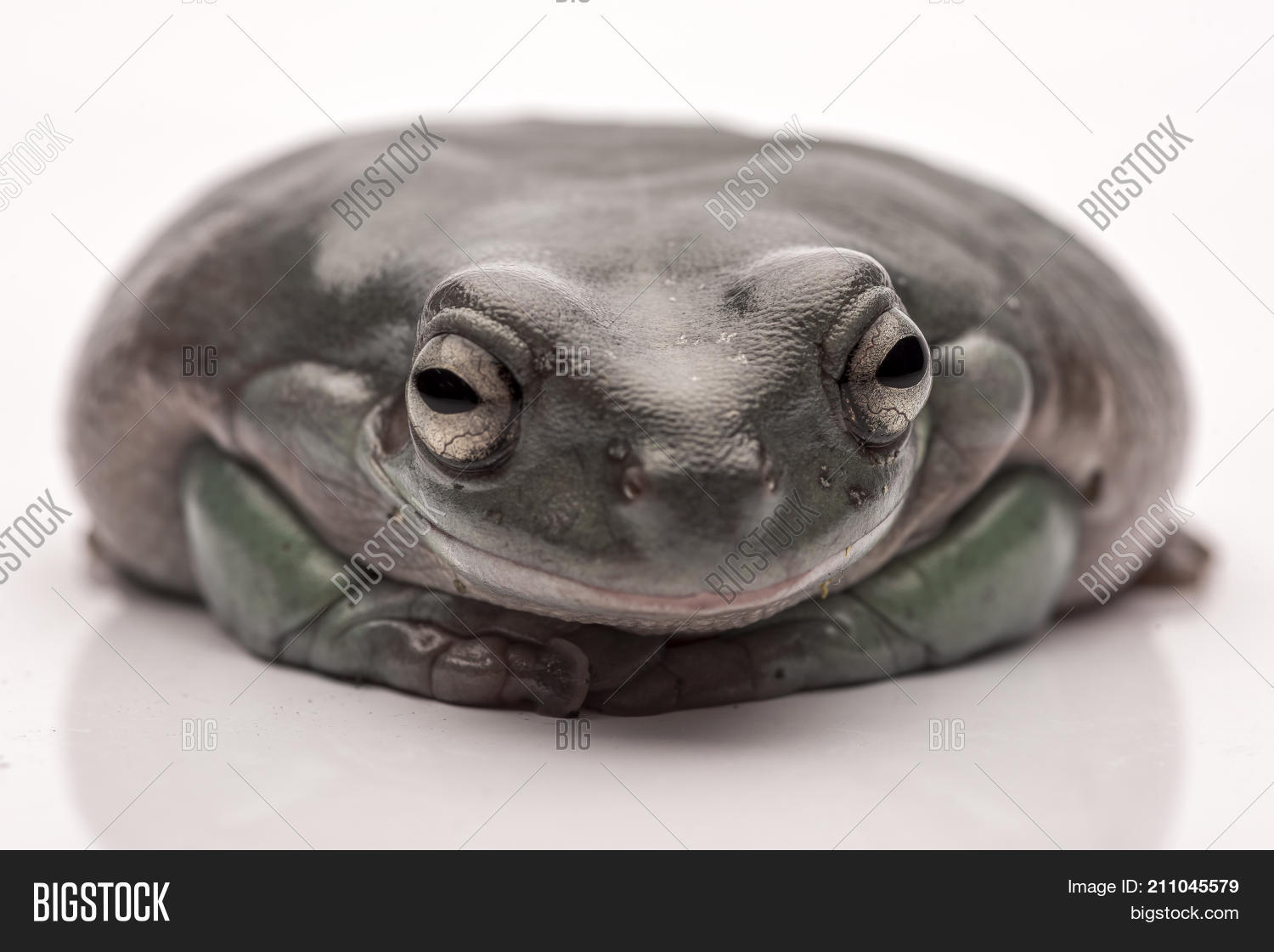 Big, Fat Australian Image & Photo (Free Trial) | Bigstock