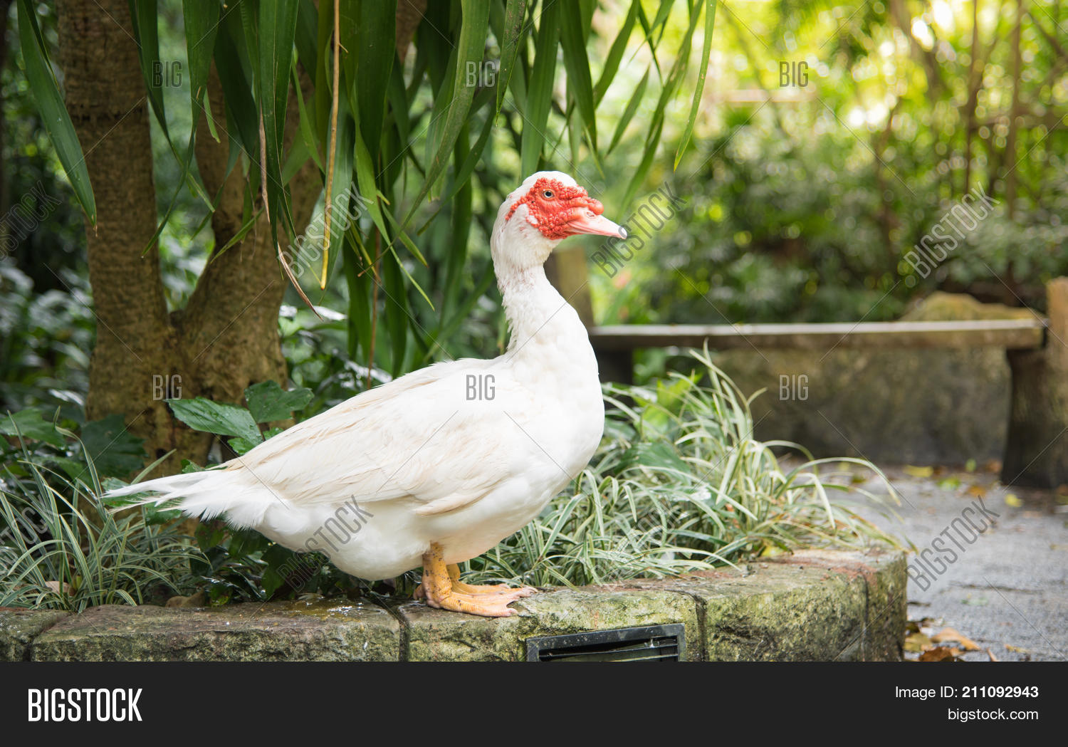 White Muscovy Duck Image & Photo (Free Trial) | Bigstock