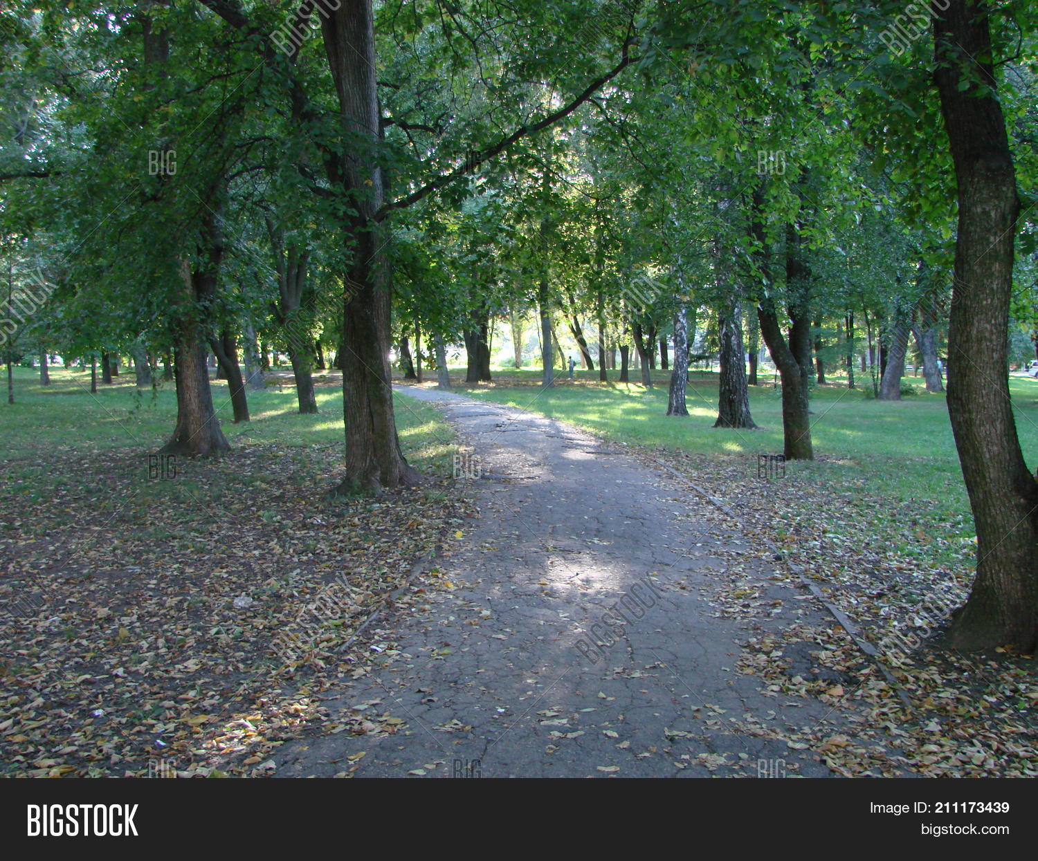 Sunny Evening Park, Image & Photo (Free Trial) | Bigstock