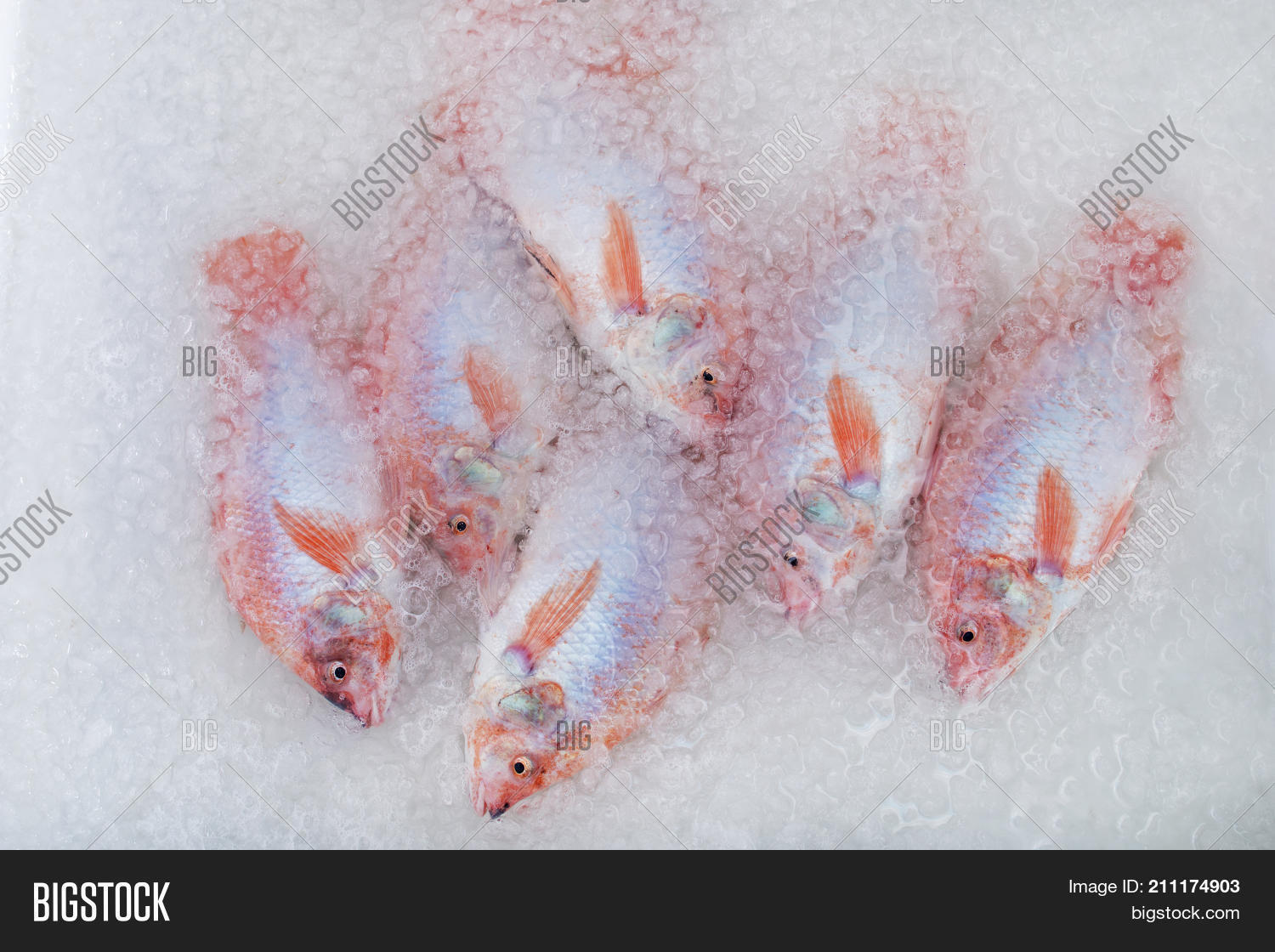 Fresh Chilled Fish Image & Photo (Free Trial) | Bigstock