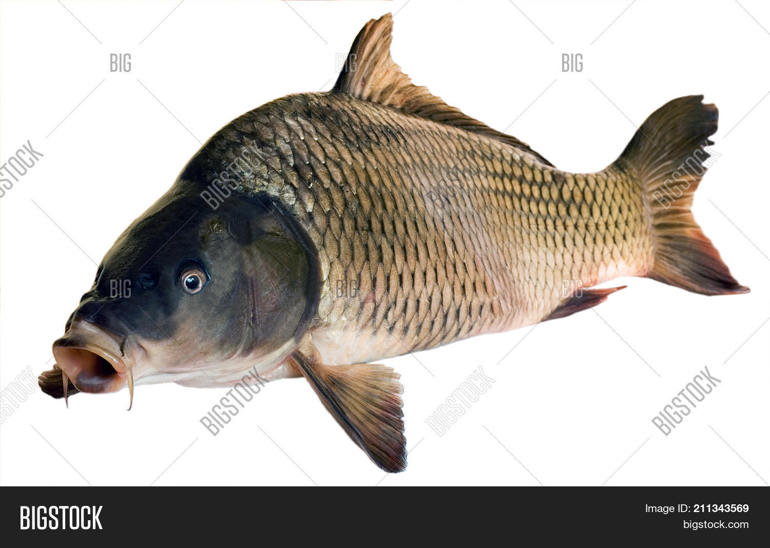 River Fish Big Carp Image & Photo (Free Trial) | Bigstock