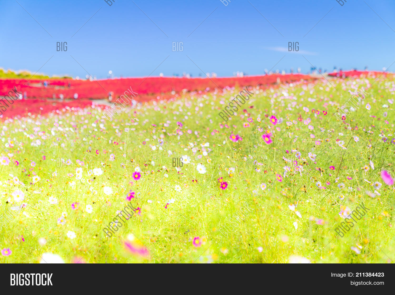 Kochia Cosmos Bush Image & Photo (Free Trial) | Bigstock