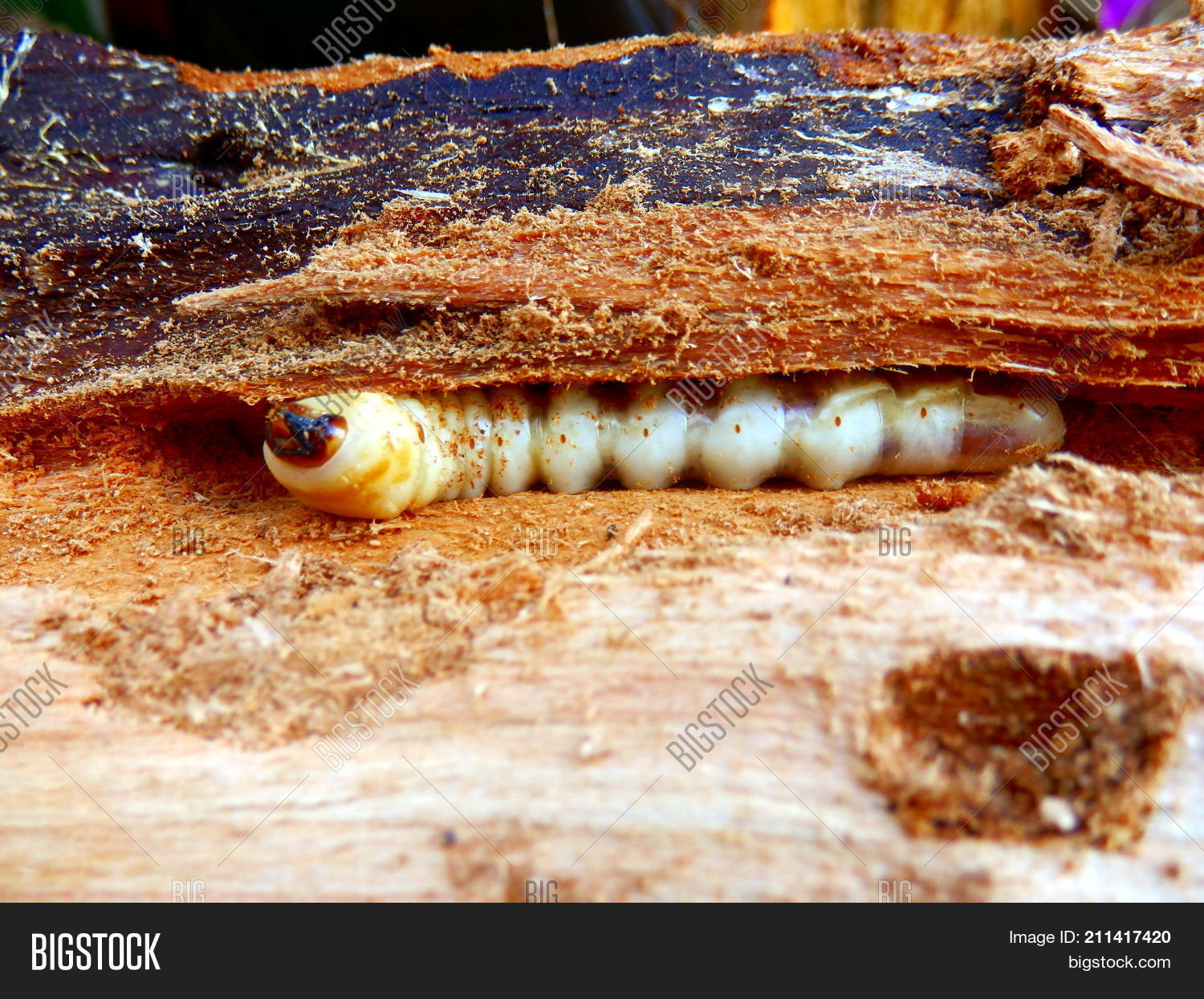 Round Headed Borer ( Image & Photo (Free Trial) | Bigstock