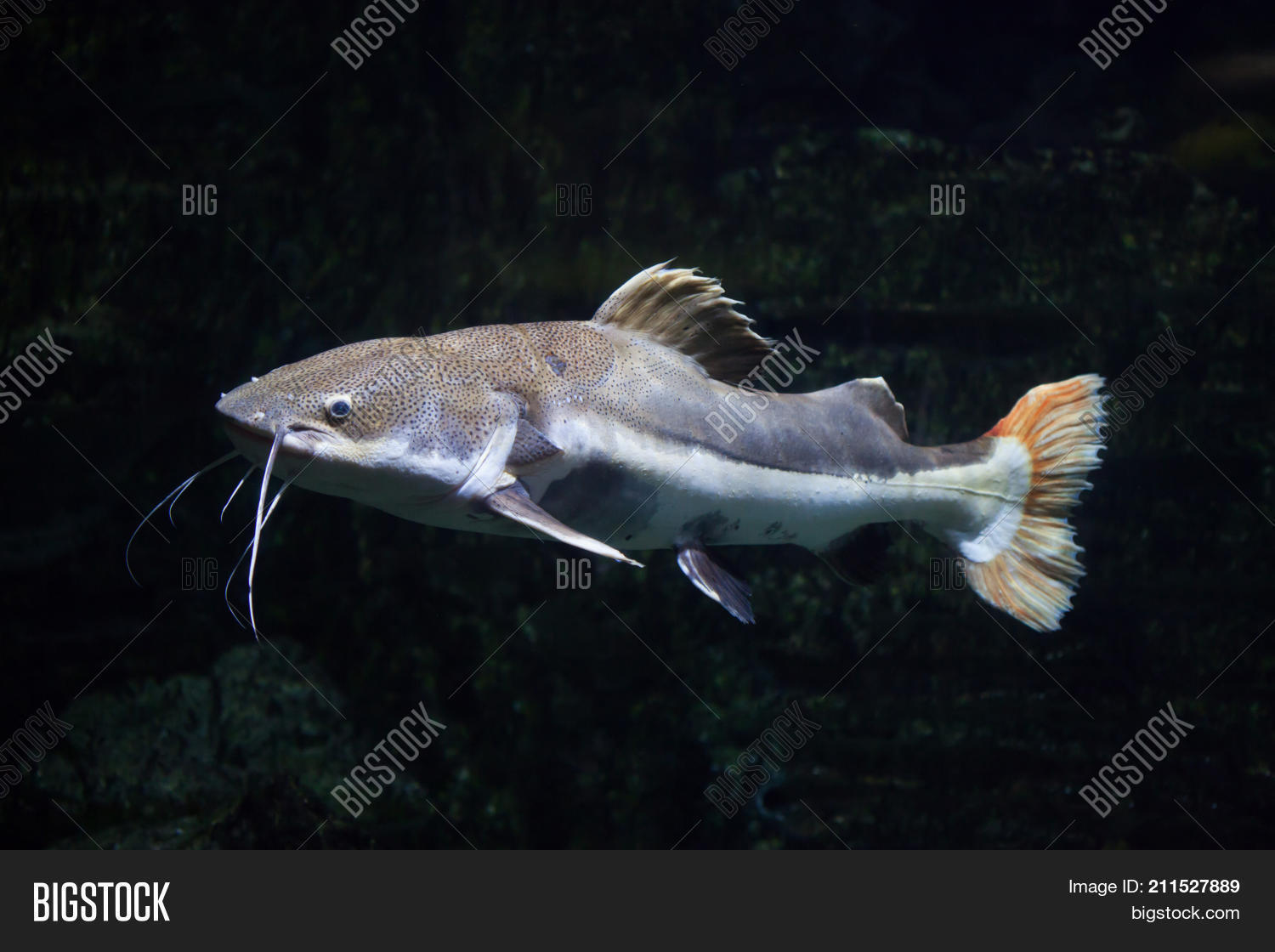 Redtail Catfish ( Image & Photo (Free Trial) | Bigstock