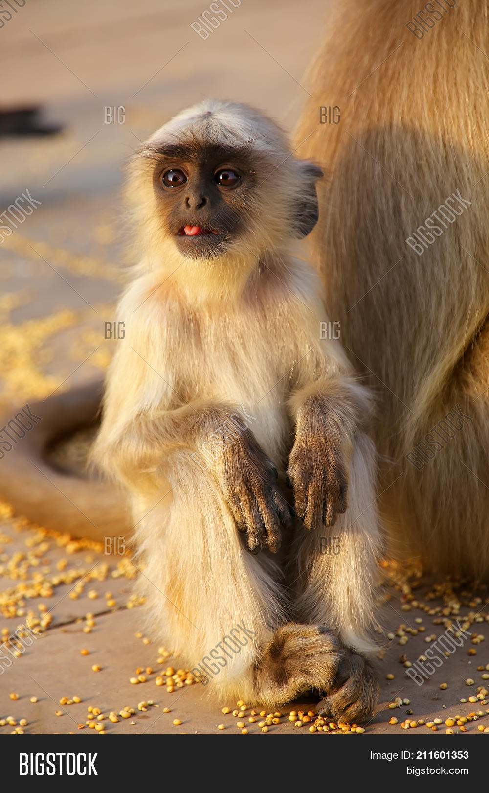 Baby Gray Langur Image & Photo (Free Trial) | Bigstock