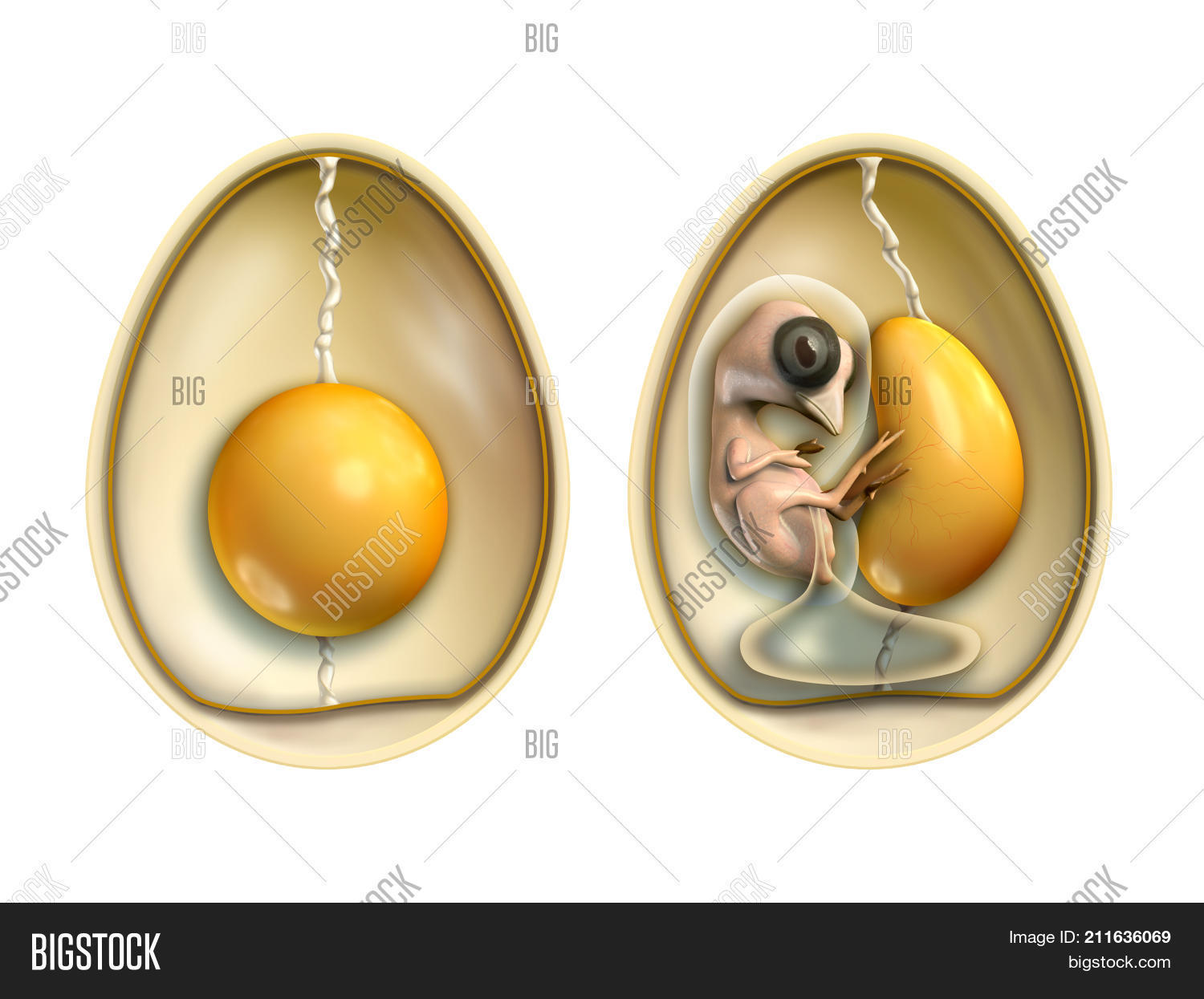 Bird's Egg Parts Image & Photo (Free Trial) | Bigstock