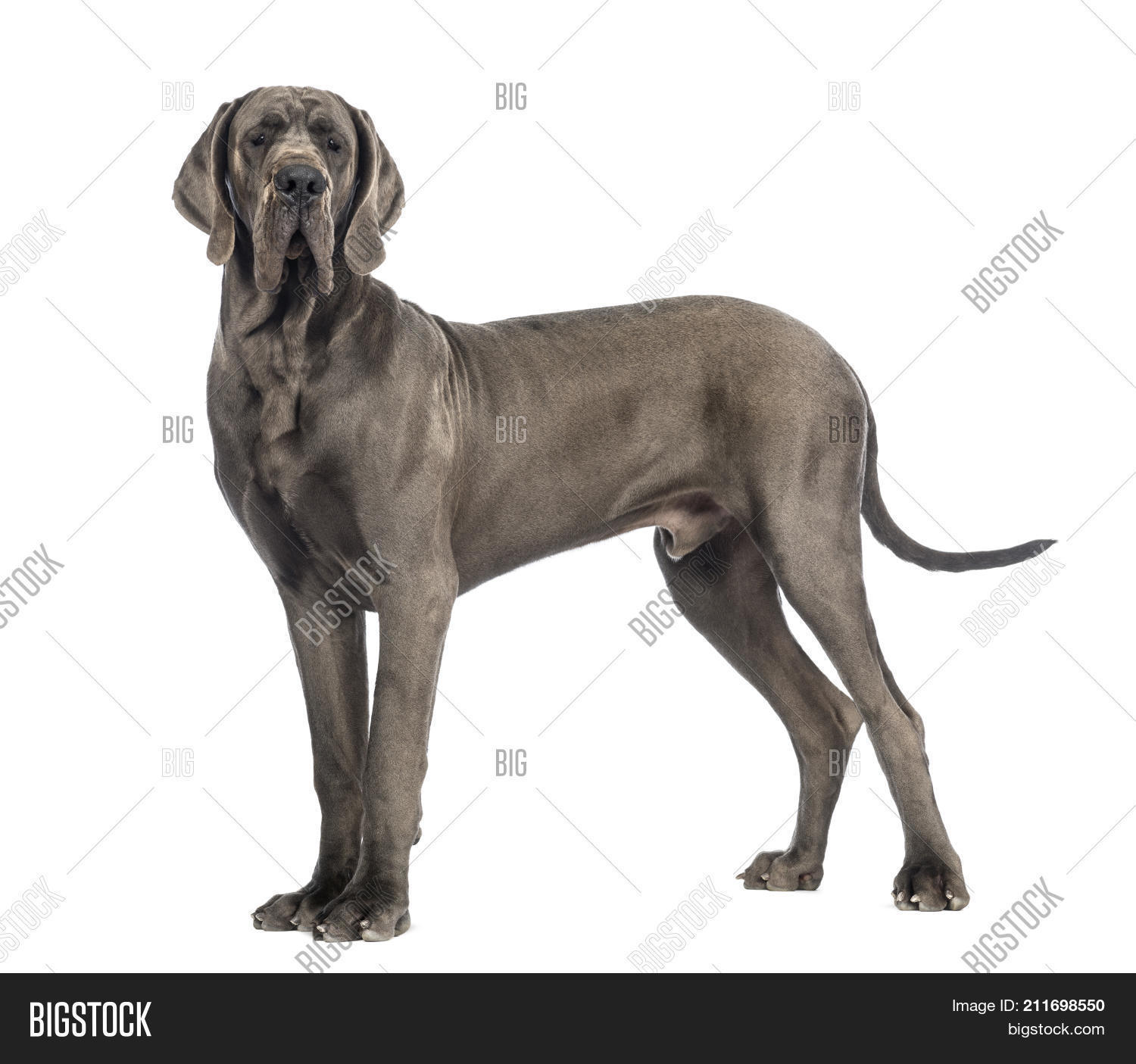 Side View Great Dane Image & Photo (Free Trial) | Bigstock