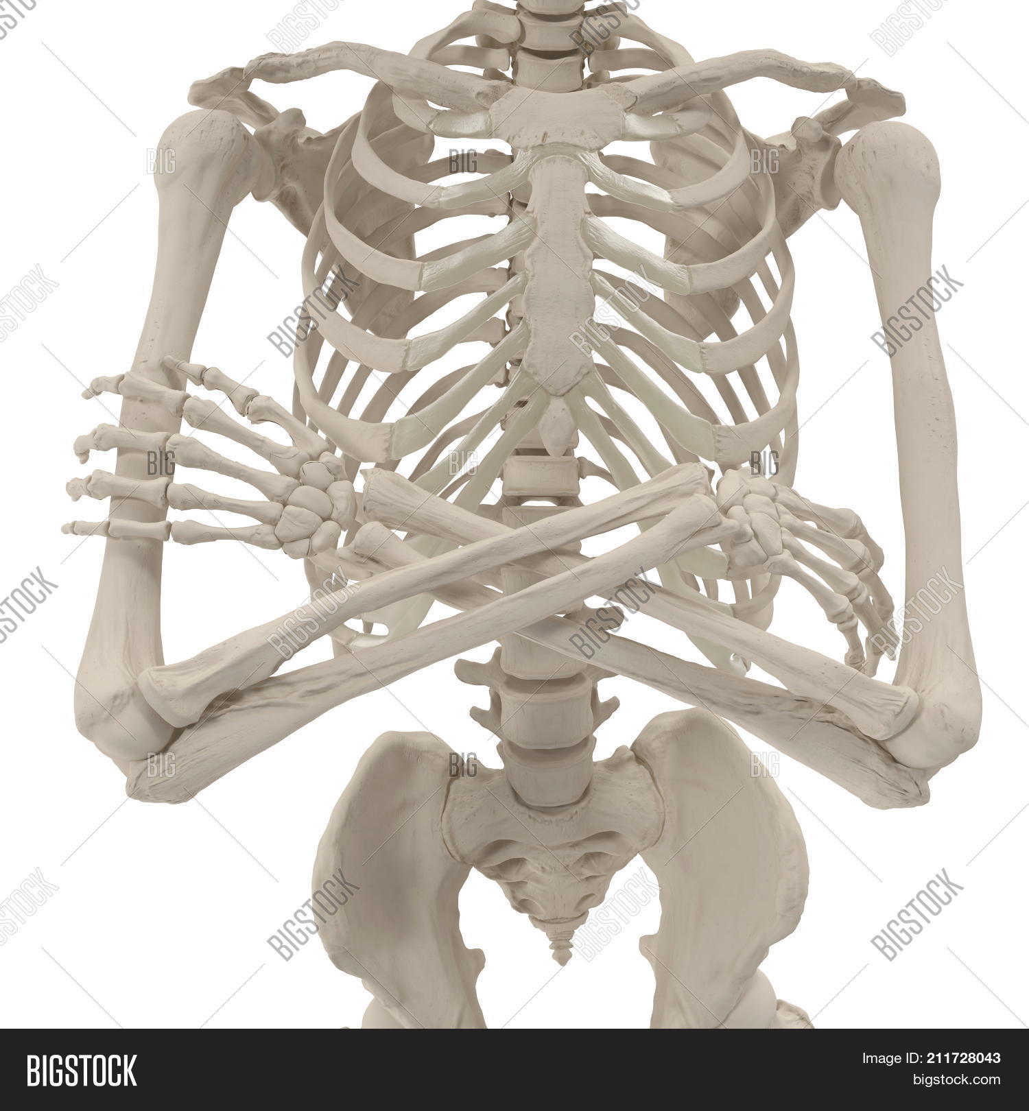 Medical Accurate Male Image & Photo (Free Trial) | Bigstock